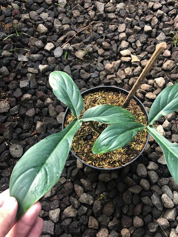 Philodendron 69686 Root Greenhaus philodendron-69686-root-greenhaus